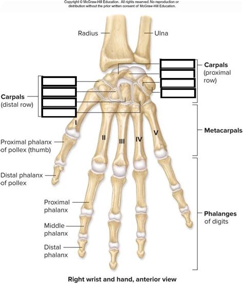 Bones Of The Carpals Metacarpals And Phalanges 2 Diagram Quizlet