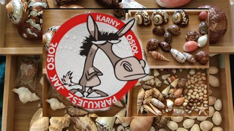 Owion O Wszystkim I O Niczym Muszle Morskich Limak W I Nie Tylko