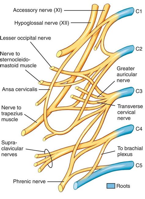 Cervical Plexus Products Nerve Anatomy
