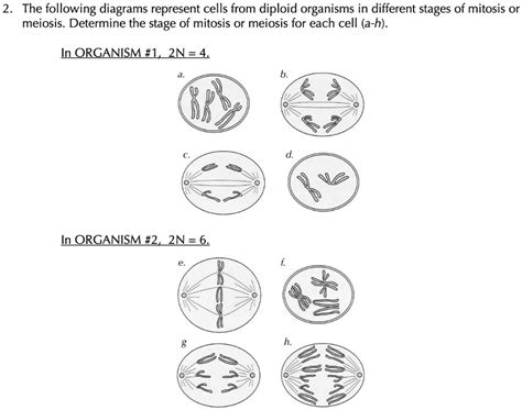 The Following Diagrams Represent Cells From Diploid Organisms In