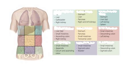 Abdominal Quadrants Diagram Quizlet
