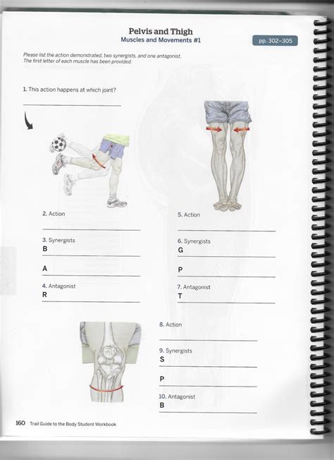 Muscle Movements Pt Diagram Keski
