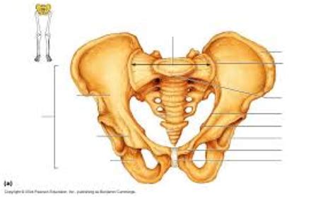 Pelvic Girdle Diagram Quizlet