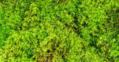 Killing Moss Tips