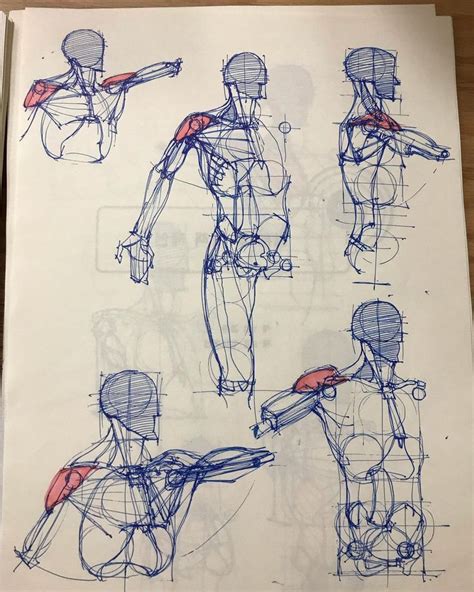 Anatomy Drawing For Artists On Instagram Anatomy Drawing Study