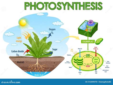 Diagrama Que Muestra El Proceso De Fotosíntesis En Planta Ilustración