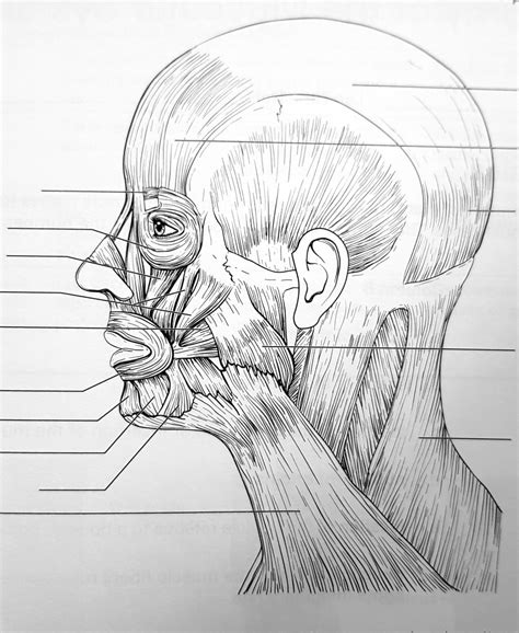 Muscles Of The Head And Neck Diagram Quizlet