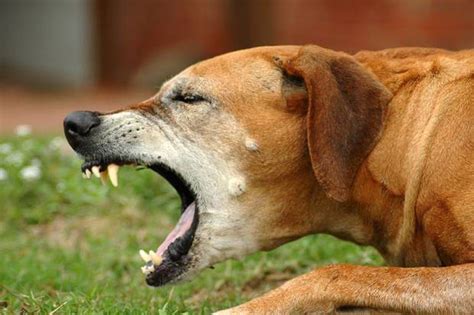 Mi perro tiene tos Está enfermo Causas y tratamiento