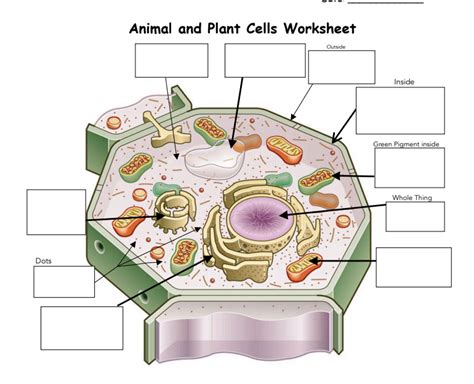 Plant Cell Parts Diagram Quizlet