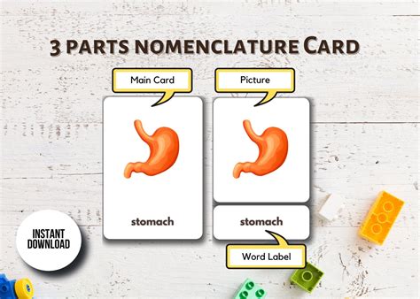 HUMAN BODY ORGANS Flashcards Printable Montessori Etsy Canada Human