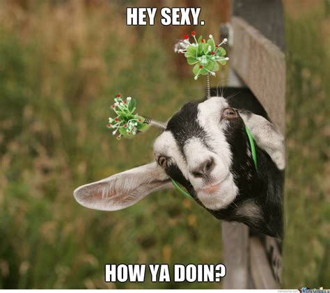Goat Meme