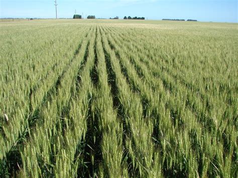 La Siembra De Trigo Superar A Los Millones De Hect Reas Semanario