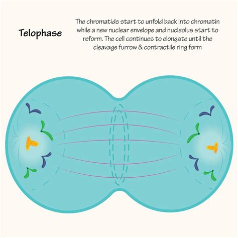 Telophase Of Mitosis Vector Art At Vecteezy