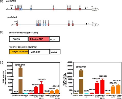 CaPAR Proteins Function In An MBW Complex And Are Able To Activate The