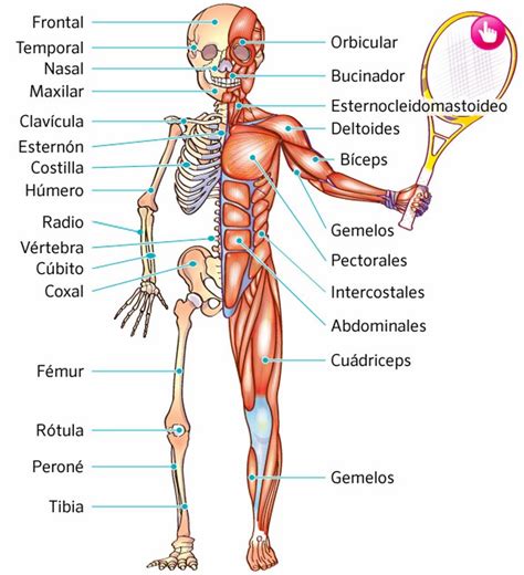 Imágenes del sistema locomotor Sistema locomotor