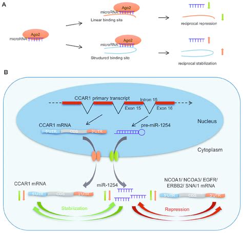 Diagram Of Working Model A Ago2 Facilitates MiRNA Binding To A