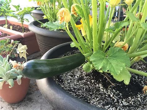 Lista De Hortalizas Que Puedes Plantar En Verano En Tu Huerto