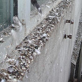 Le Nettoyage Des Fientes De Pigeon Toutes Les Solutions