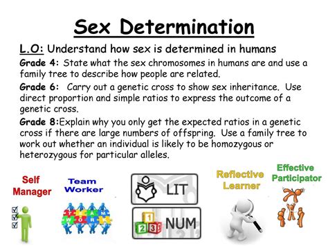 Sex Determination Effective Reflective Self Participator Team Learner Ppt Download