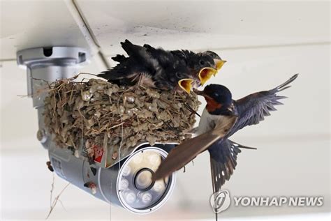 CCTV가 지켜줄 거야안전한 제비집 연합뉴스