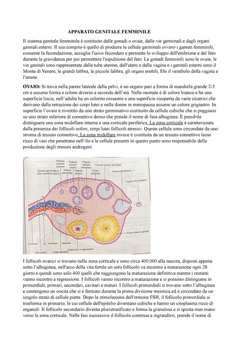 Sistema Genitale Anatomia APPARATO GENITALE FEMMINILE Il Sistema