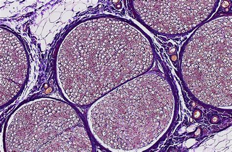 Axon Histology What Do We Know About The Myelin Sheath