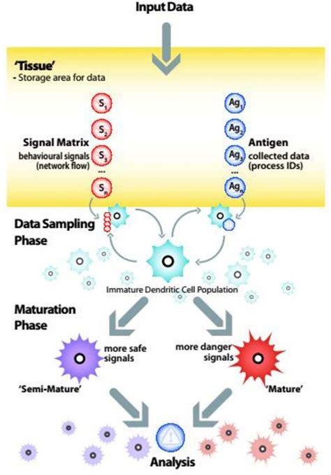 dendritic cells migration procedure download scientific diagram