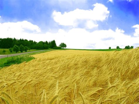 Crop Field Wallpapers Top Những Hình Ảnh Đẹp