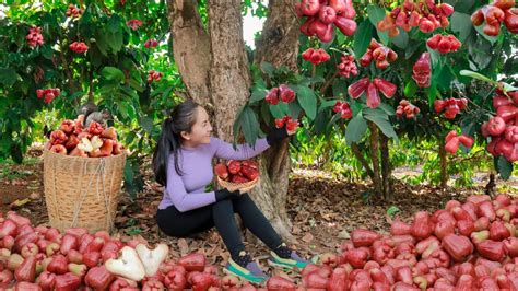 Harvesting 70KG WAX APPLE Goes To The Market Sell Vietnamese
