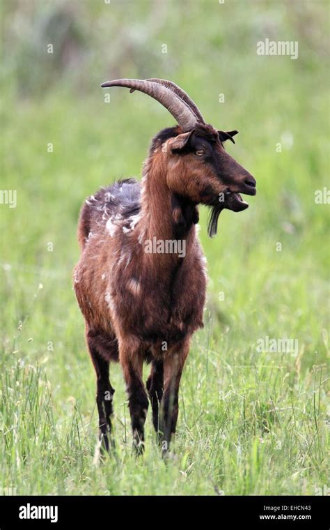 Domestic Goat Capra Hircus Aegagrus Stock Photo Alamy