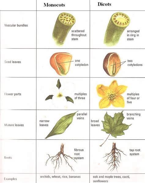 Monocot Vs Dicot Google Search Biology Plants Science Biology