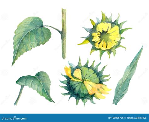 Total 93 Imagen Hojas De Girasol Dibujo Abzlocal Mx