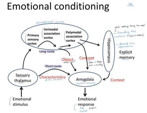 Neural Mechanisms Of Learning And Memory Flashcards Quizlet