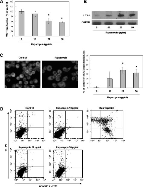 Rapamycin Induces Autophagy Not Apoptosis In RAW 264 7 Cells The
