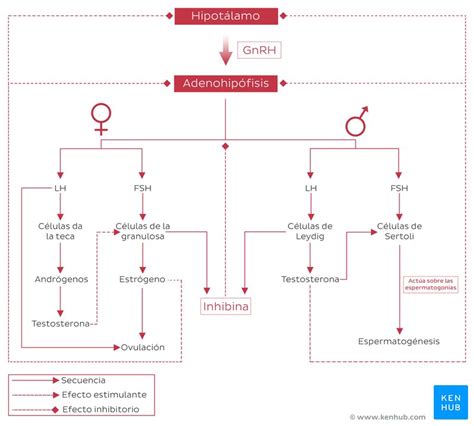 Arriba Imagen Mapa Mental De Gametogenesis Abzlocal Mx