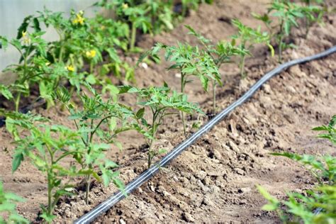 Estufa Irrigação Por Gotejamento Na Cultura De Tomate Foto de Stock