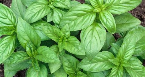 13 Benefícios da Alfavaca Para Que Serve Chá e Como Usar