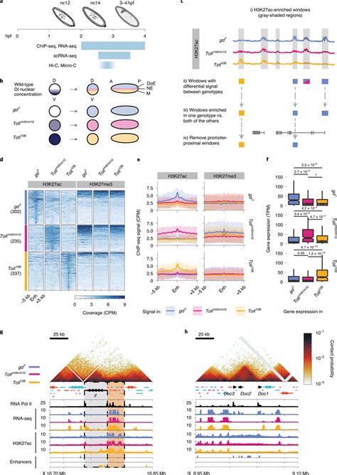 identification of tissue specific regulatory elements for dorsoventral download scientific