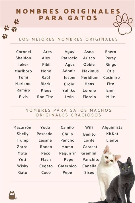 500 Nombres Para Gatos Machos Originales In 2024 Aesthetic Names