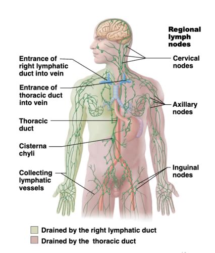 Anatomy Lymphatic And Immune Systems Truly Flashcards Quizlet