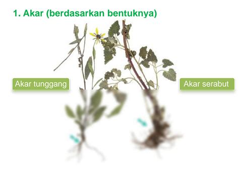 SOLUTION Bagian Bagian Tumbuhan Studypool