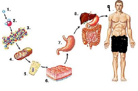Chapter Introduction To Human Anatomy And Physiology Flashcards