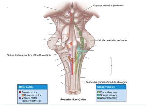 Cranial Nerve Nuclei In Brainstem Diagram Quizlet