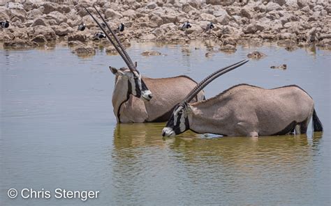 Okaukuejo Chris Stenger Natuurfotografie En Reisfotografie