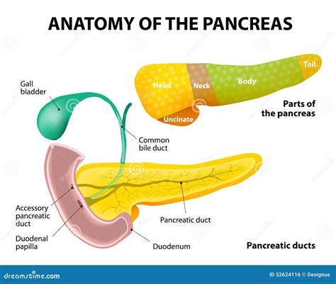 Labeled Diagram Of The Pancreas