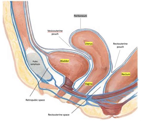 Vcom Mabs Anatomy Female Pelvic Viscera Flashcards Quizlet