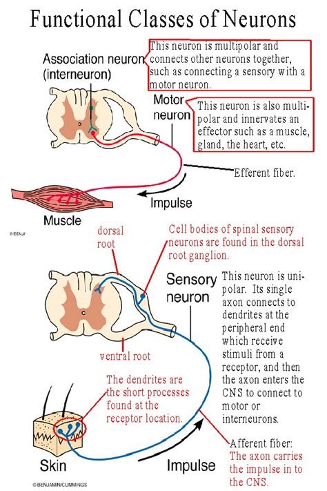 Parts Of A Neuron Labeled And Their Functions