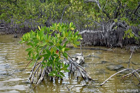 Manglares Biodiversidad Mexicana