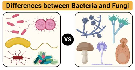 Difference Between Fungi And Bacteria With Comparison Table In Detail