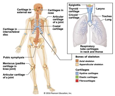 Chapter 6 Bones And Skeletal Tissues Flashcards Quizlet